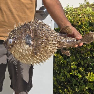 Porcupine PUFFER BLOWFISH 21" - Etsy