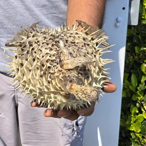 Porcupine PUFFER BLOWFISH 10" - Etsy