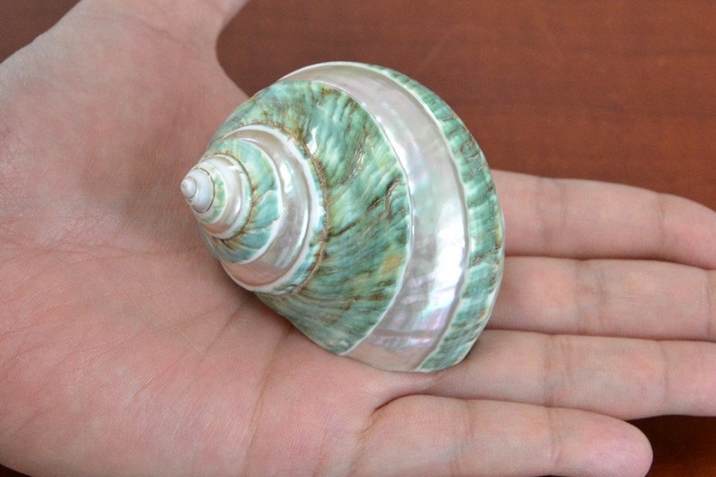 Polished Pearl GREEN JADE Banded Turbo Hermit CRAB Sea Shell 2 - Etsy