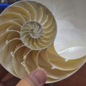 Natural CHAMBERED NAUTILUS Sea SHELL Cut Sliced Beach Craft 6 - Etsy