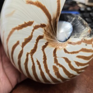 Striped CHAMBERED NAUTILUS SHELL Sliced 6" - Etsy