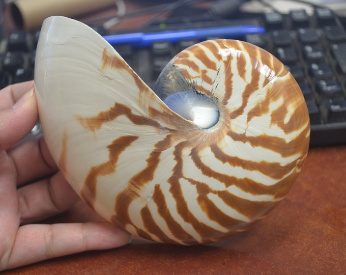 Natural STRIPED CHAMBERED NAUTILUS Sea Shell Cut Sliced Beach Craft 6 ...