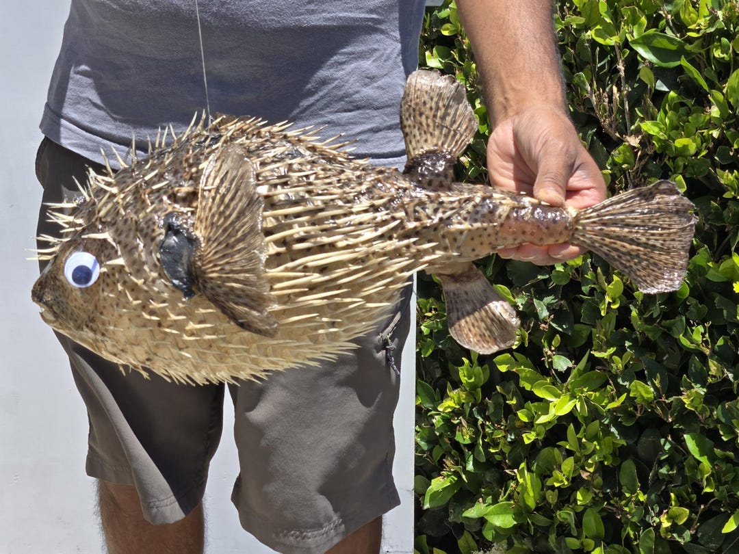 Porcupine PUFFER BLOWFISH 18" - Etsy