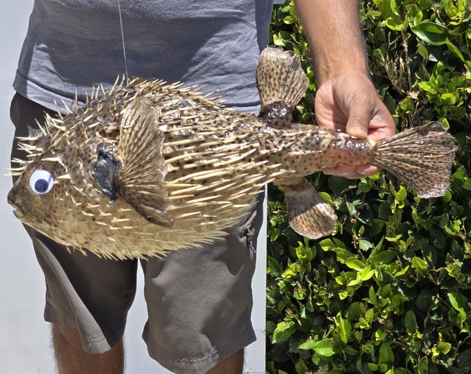 Tiki Lamp Puffer Fish in Float Glass Light Pendant Ceiling Decor Bar ...