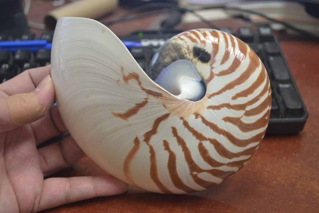 Natural CHAMBERED NAUTILUS Sea SHELL Cut Sliced Beach Craft 6 - Etsy