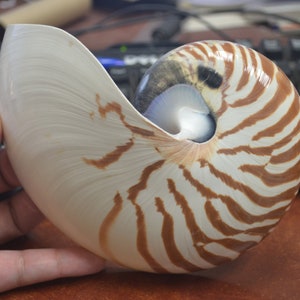 Natural CHAMBERED NAUTILUS Sea SHELL Cut Sliced Beach Craft 6 - Etsy