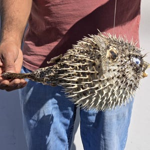 Porcupine PUFFER BLOWFISH 10" - Etsy