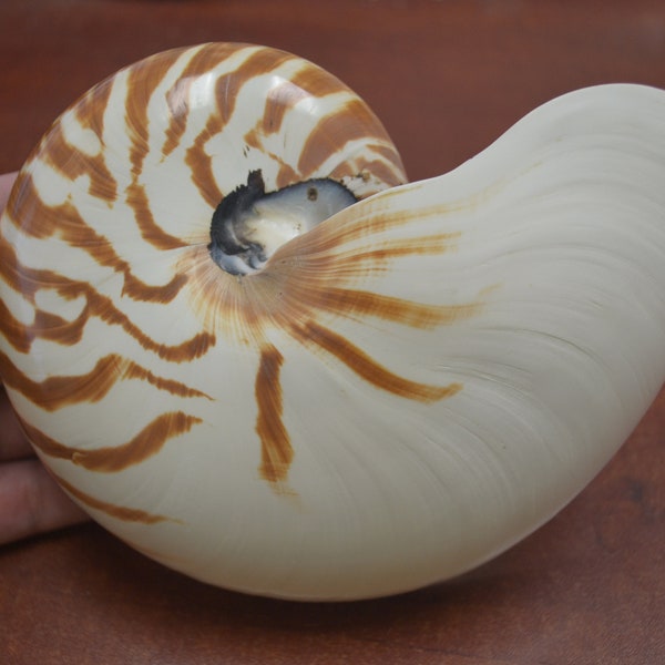 Chambered Nautilus - Etsy