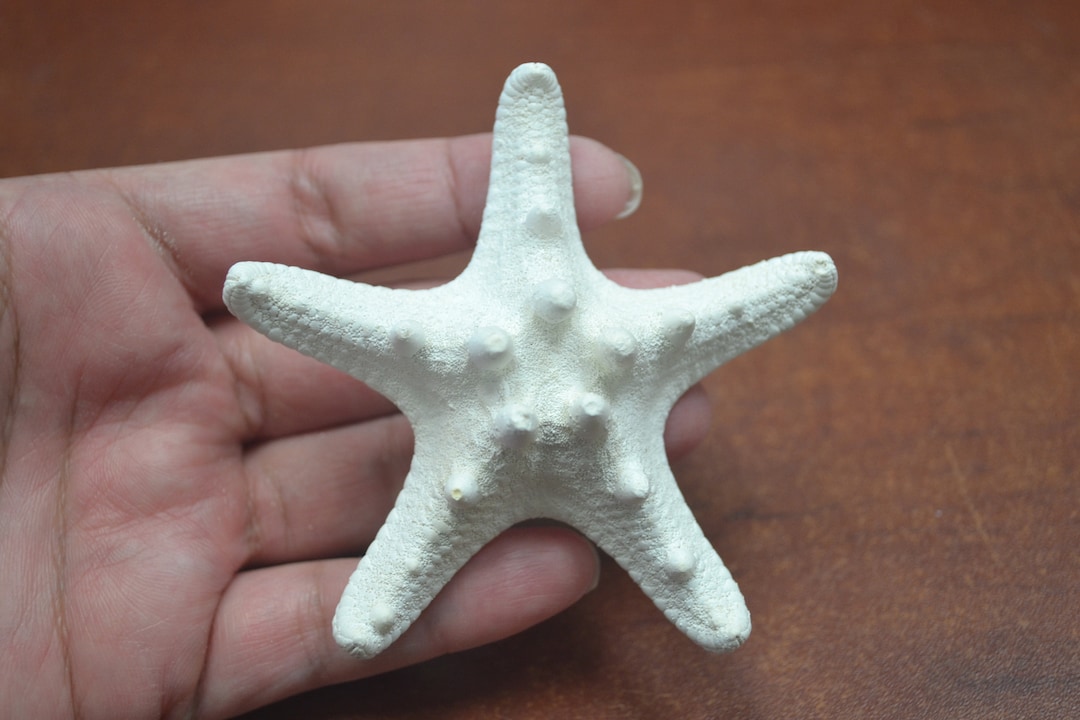 WHITE Bleached KNOBBY STARFISH Craft 2" - 3" - Etsy