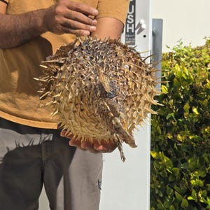 Porcupine PUFFER BLOWFISH 21" - Etsy