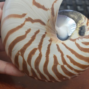 Natural CHAMBERED NAUTILUS Sea SHELL Cut Sliced Beach Craft 6 - Etsy