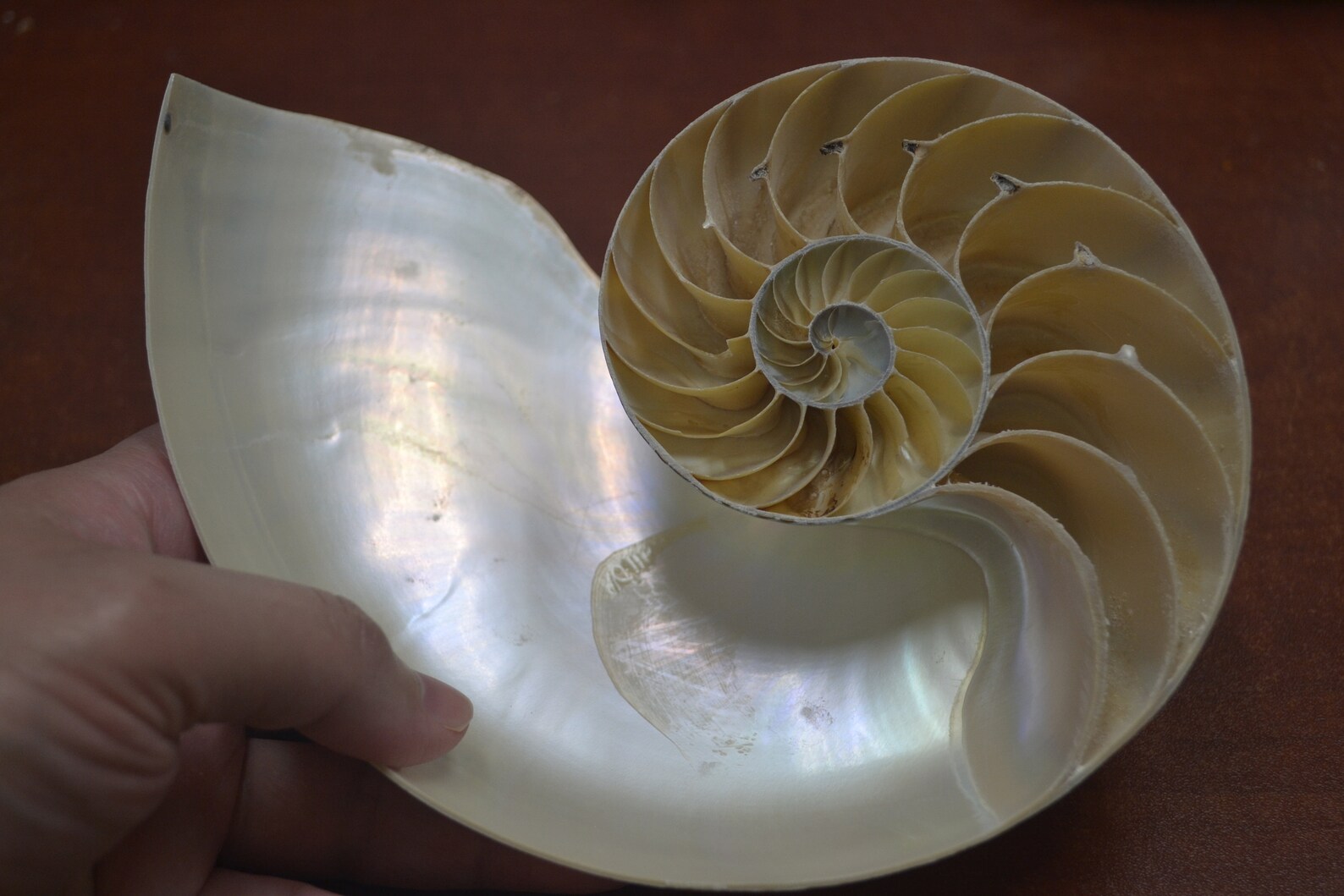 Natural CHAMBERED NAUTILUS Sea SHELL Cut Sliced Beach Craft - Etsy