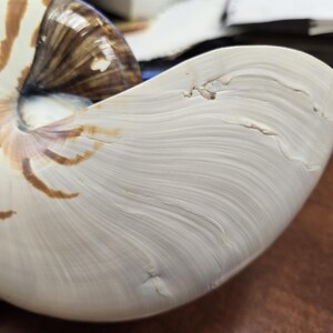 Brown Stripe CHAMBERED NAUTILUS Sea SHELL 7" - Etsy