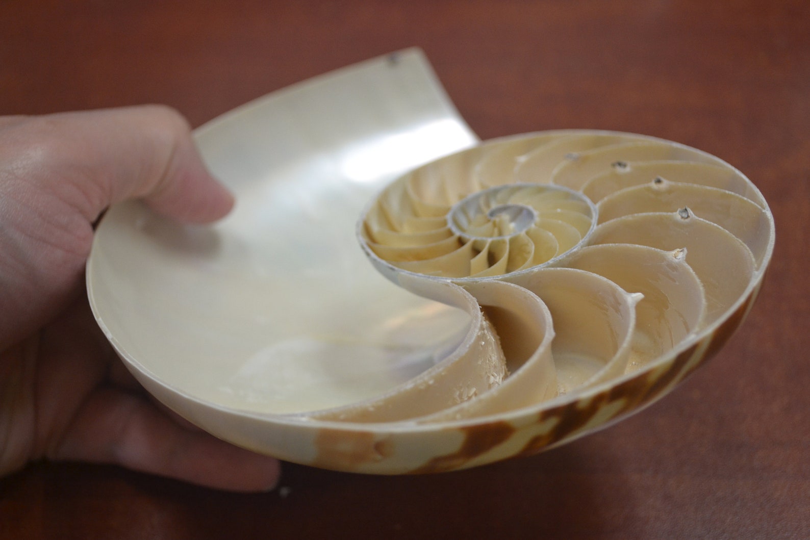 Natural CHAMBERED NAUTILUS Sea SHELL Cut Sliced Beach Craft - Etsy