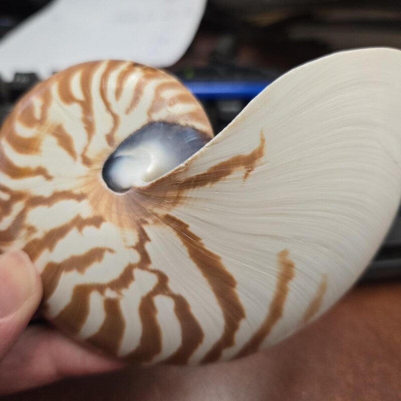 Chambered Nautilus - Etsy