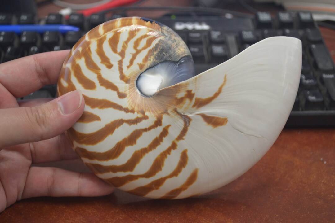 Half SLICED CHAMBERED NAUTILUS Shell 6 - Etsy UK
