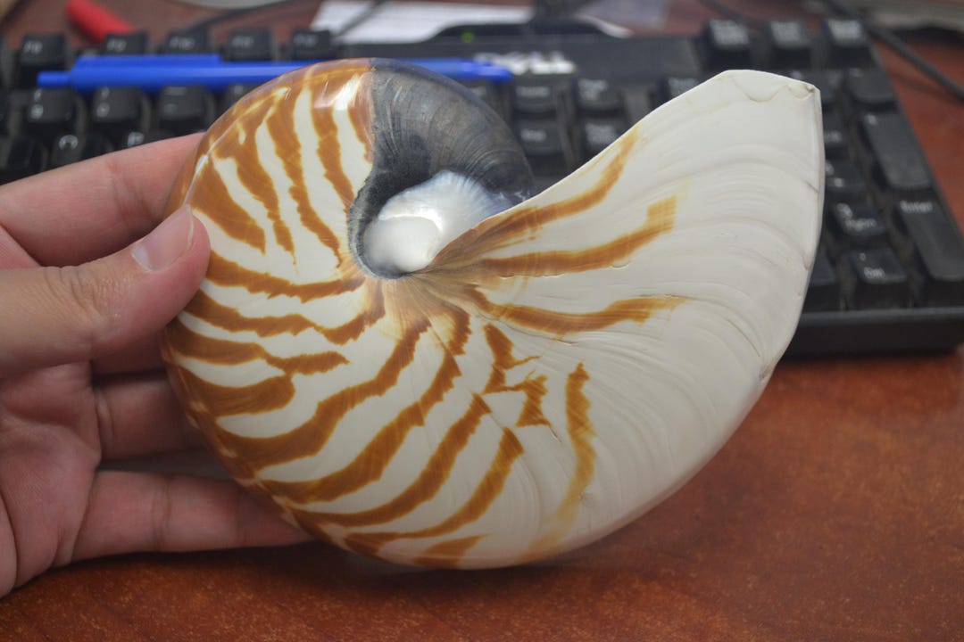 Striped CHAMBERED NAUTILUS SHELL Sliced 6 - Etsy