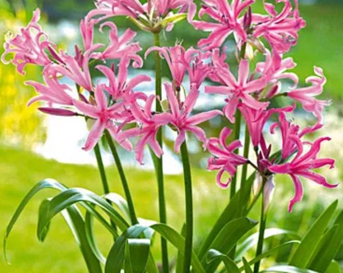 1 Pink Nerine Spider Lily Bulb Perennial Plant Jersey Guernsey Bowdenii ...