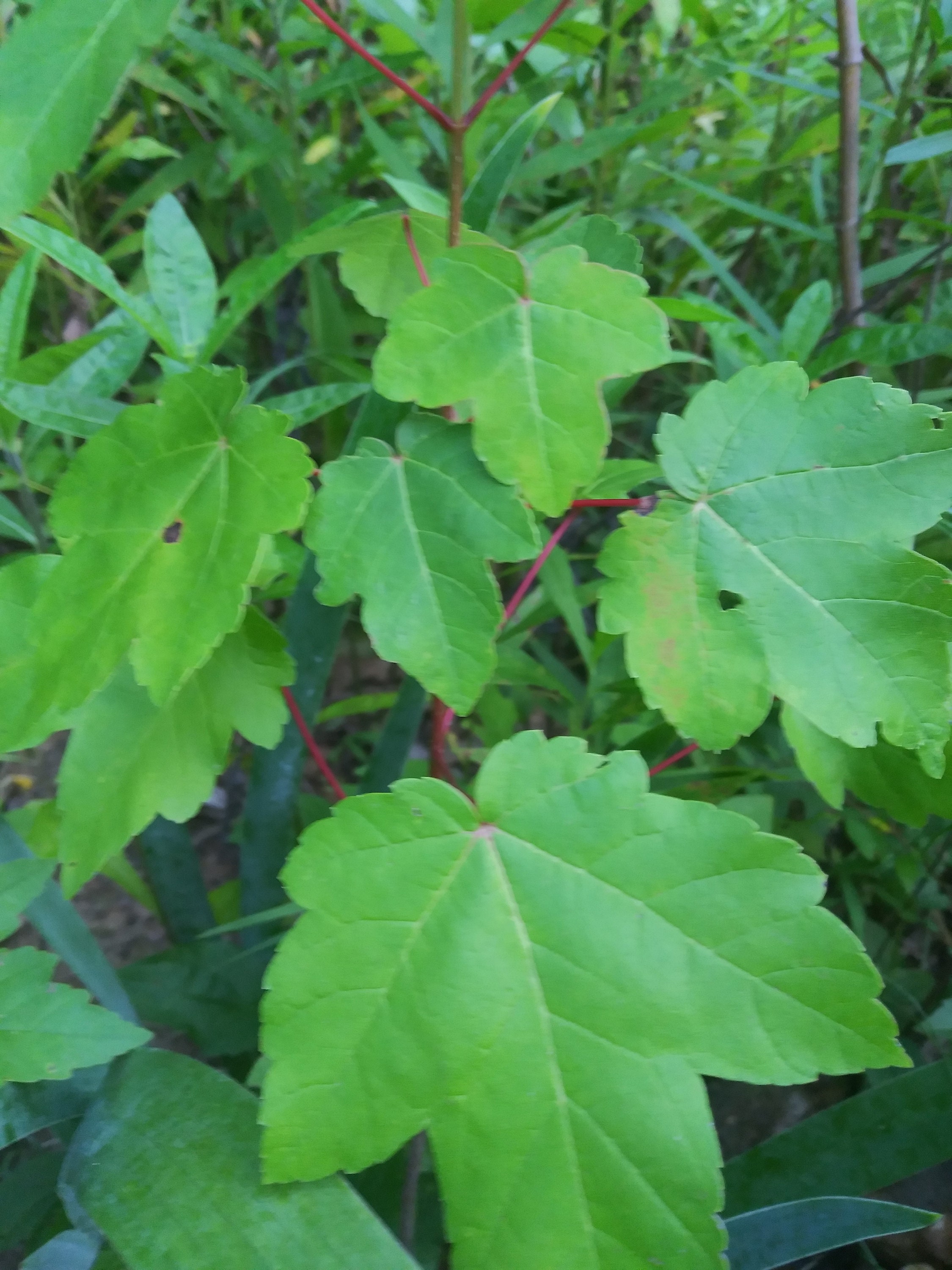One Green Maple Tree 12 | Etsy