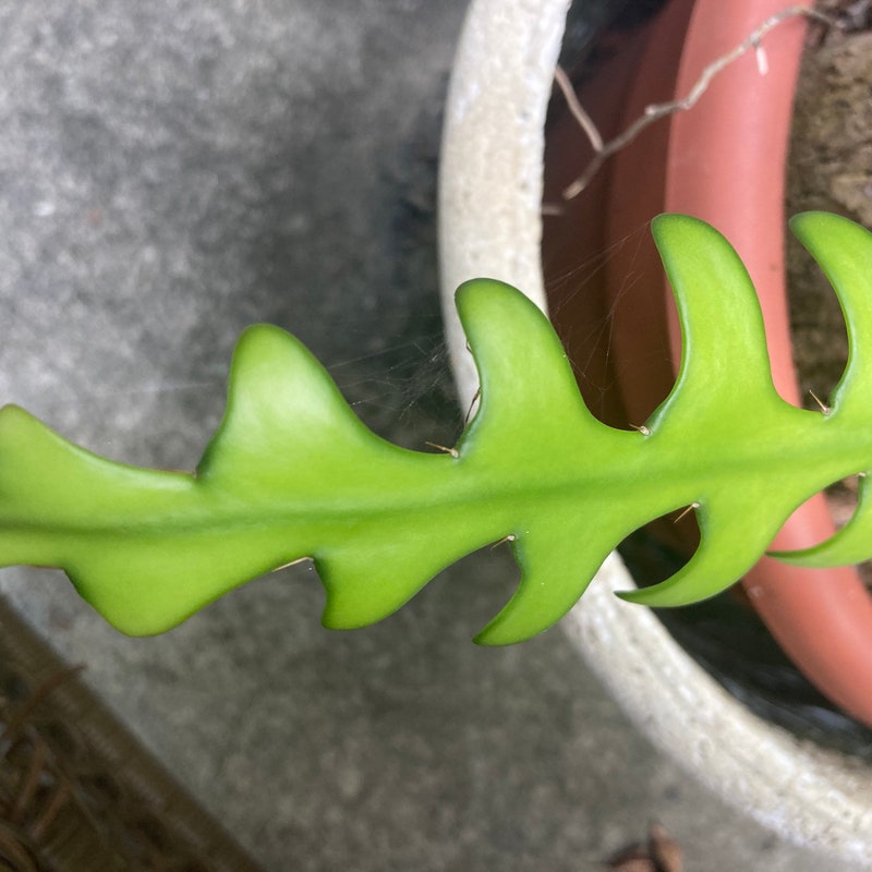 Ric Rac Cactus - Etsy