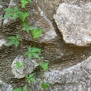 3 Pieces Green Virginia Creeper Ground Cover Start - Etsy