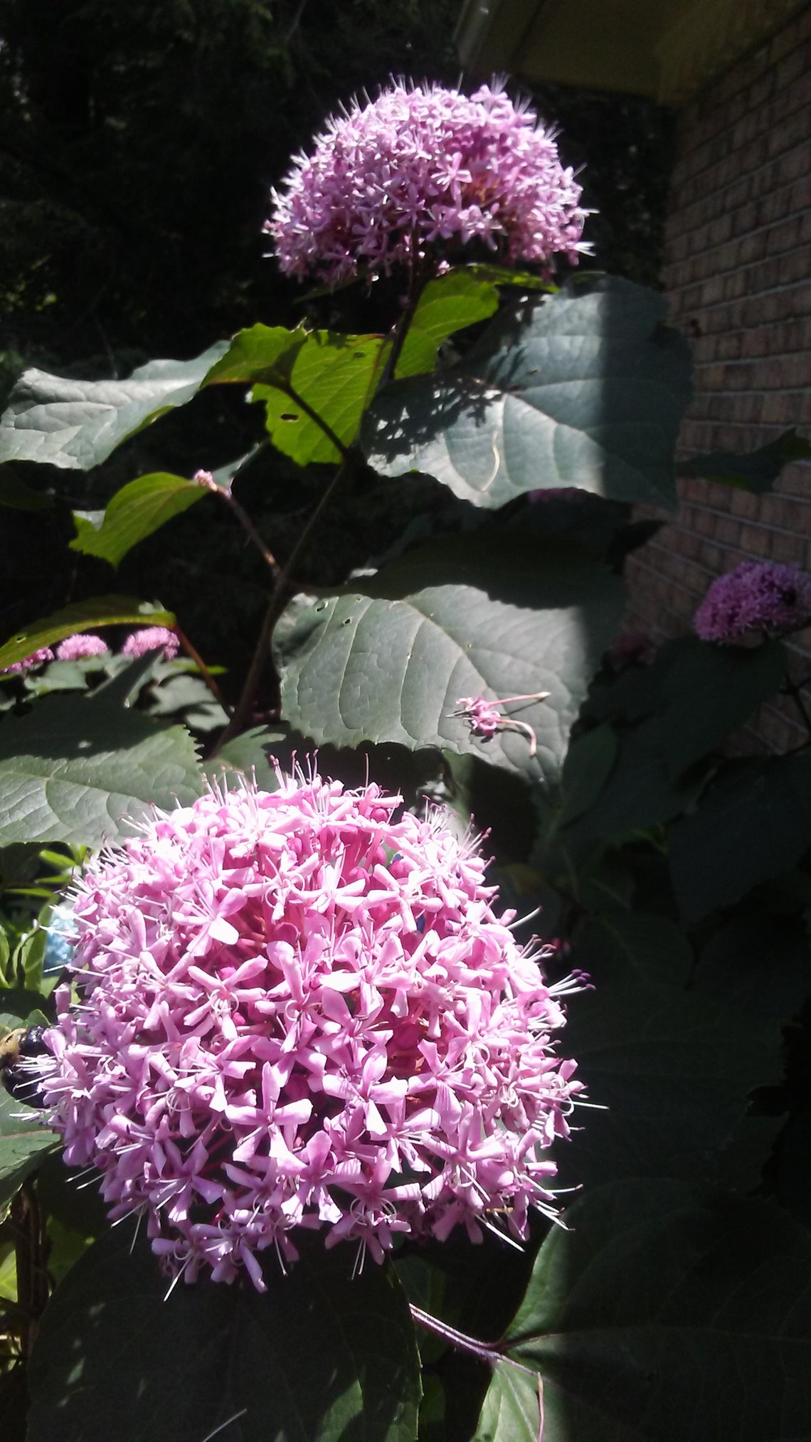 Mexican Hydrangea Clerodendrum Bungei - Etsy