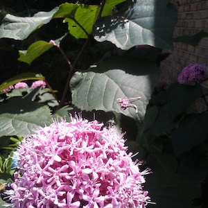 Mexican Hydrangea Clerodendrum Bungei - Etsy