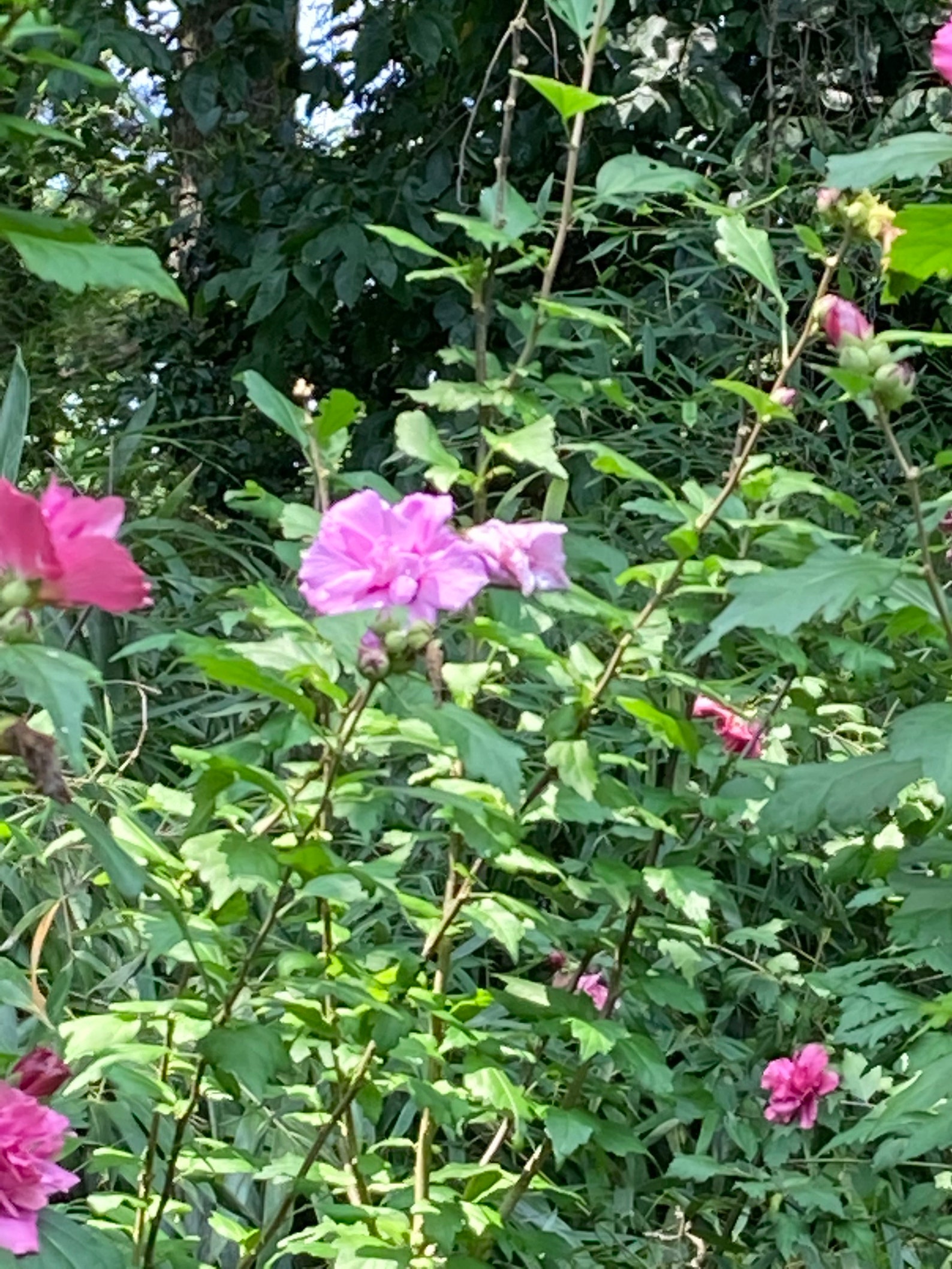 Double Lavender Purple Althea rose of Sharon 4 - Etsy