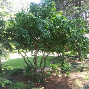 2 Ann's Contorted Filbert Tree Cuttings: Harry Lauder's Walking Stick ...