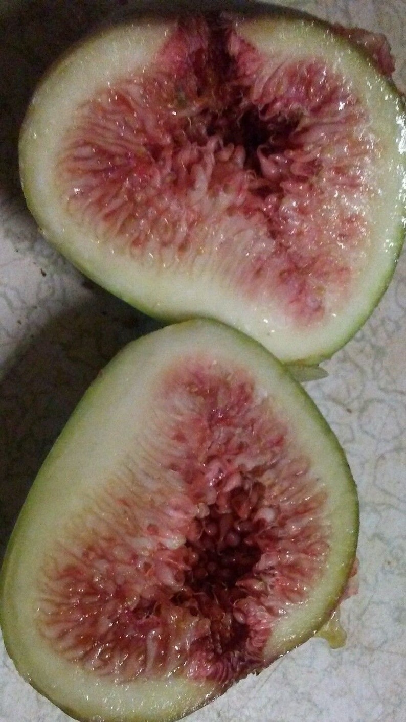 3 Green Italian Fig Tree Cuttings - Heirloom Variety - Etsy