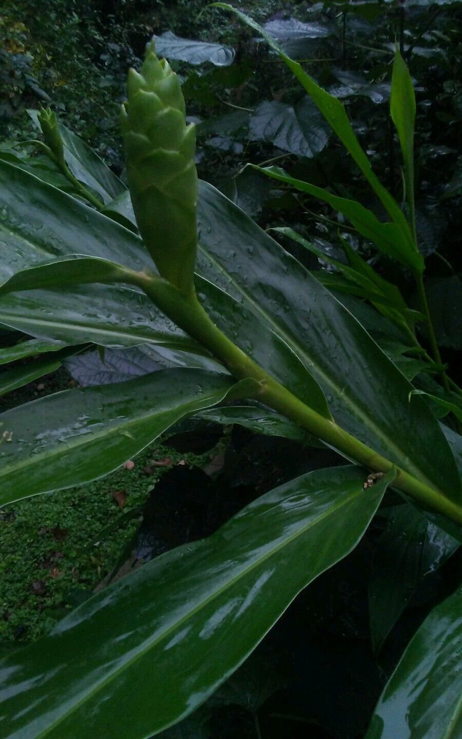 Tropical Fragrant White Ginger Lily Root - Etsy