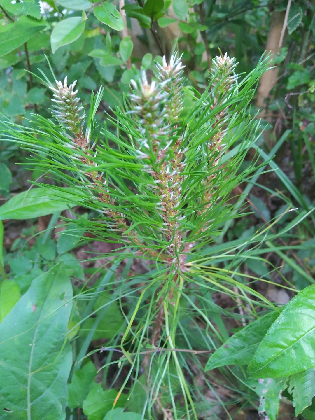 One Pine Tree 16" Tall - Etsy