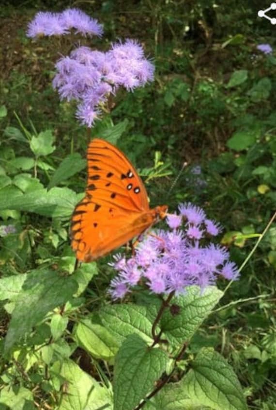 3 of Betty's Purple Blue Mistflower Ageratum Perennial - Etsy