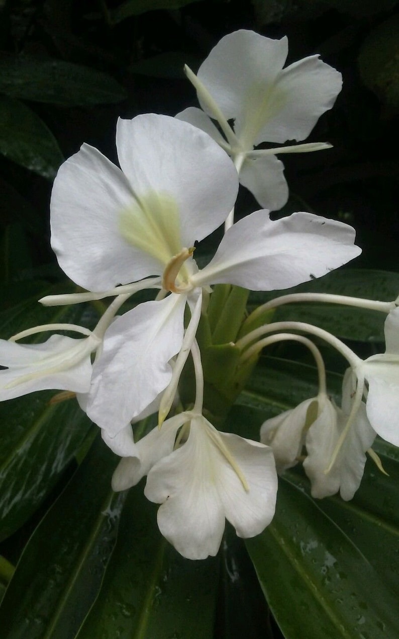 Tropical Fragrant White Ginger Lily Root - Etsy