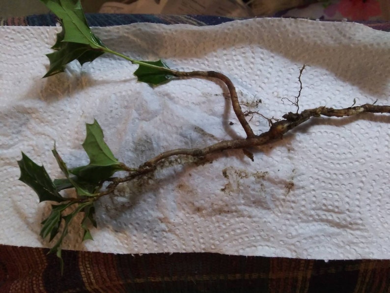 Holly Tree Shrub Plant Baby Tree 5 Tall Mature Root - Etsy