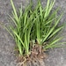 Liriope 12 Monkey Grass Plant Sprigs Groundcover Green Border Plant ...