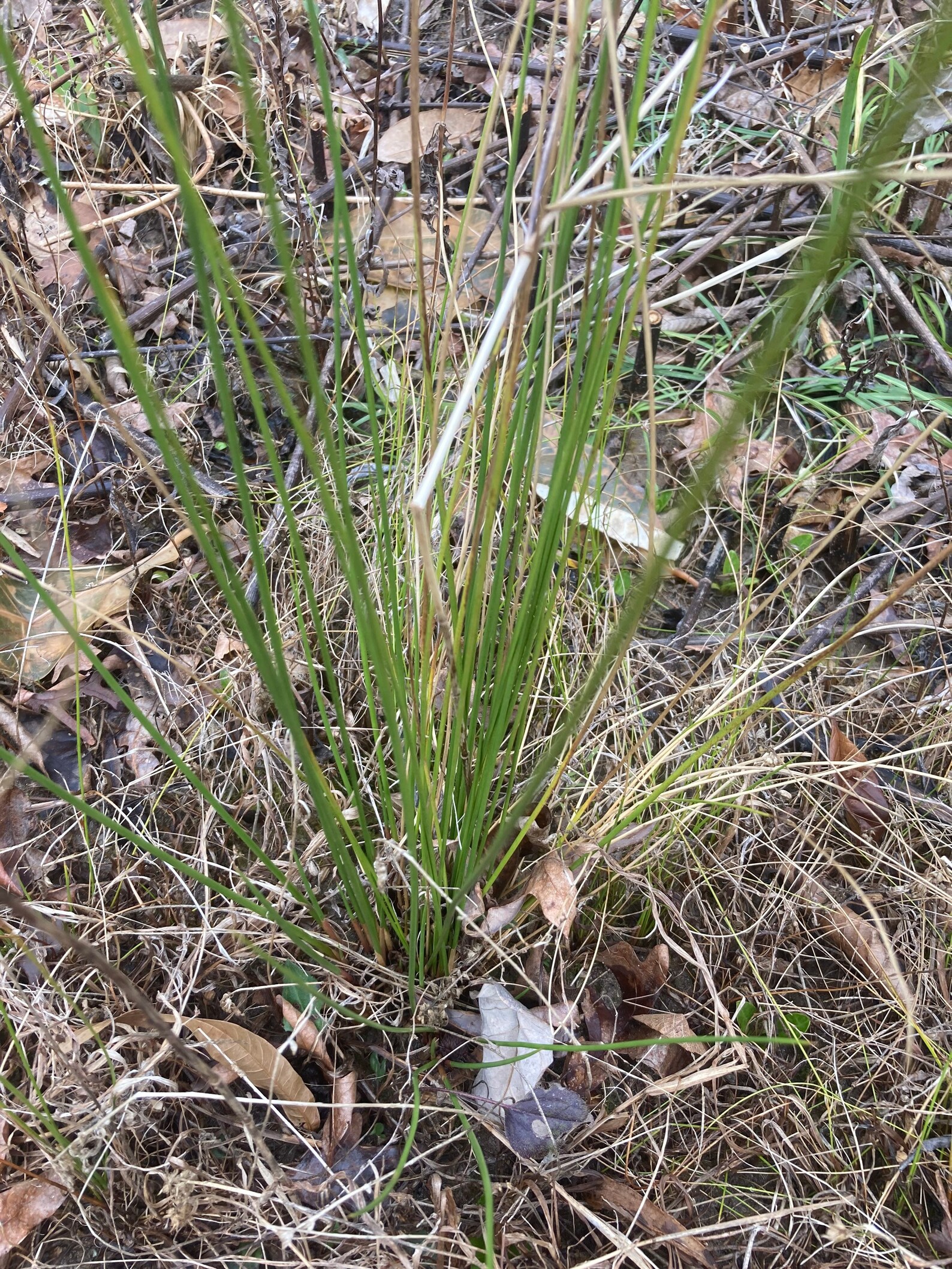1 Planta de junco común Juncus Effusus perenne - Etsy México