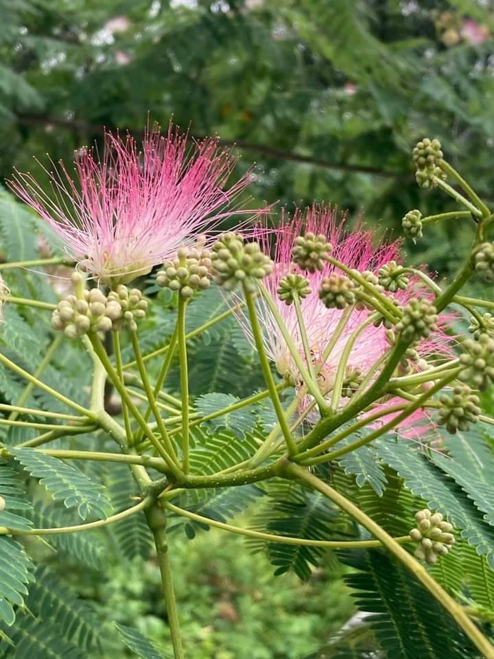 5 Seed Pods for Pink Mimosa Tree - Etsy