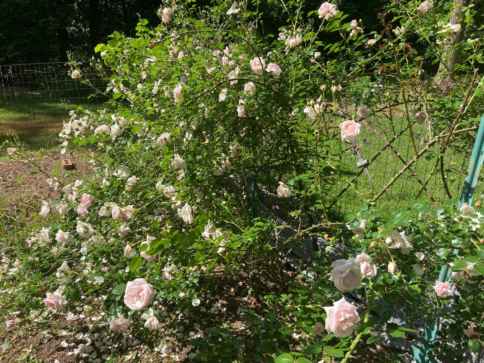 3 Unrooted Cuttings of Fragrant Heirloom Light Pale Pink Rose - Etsy