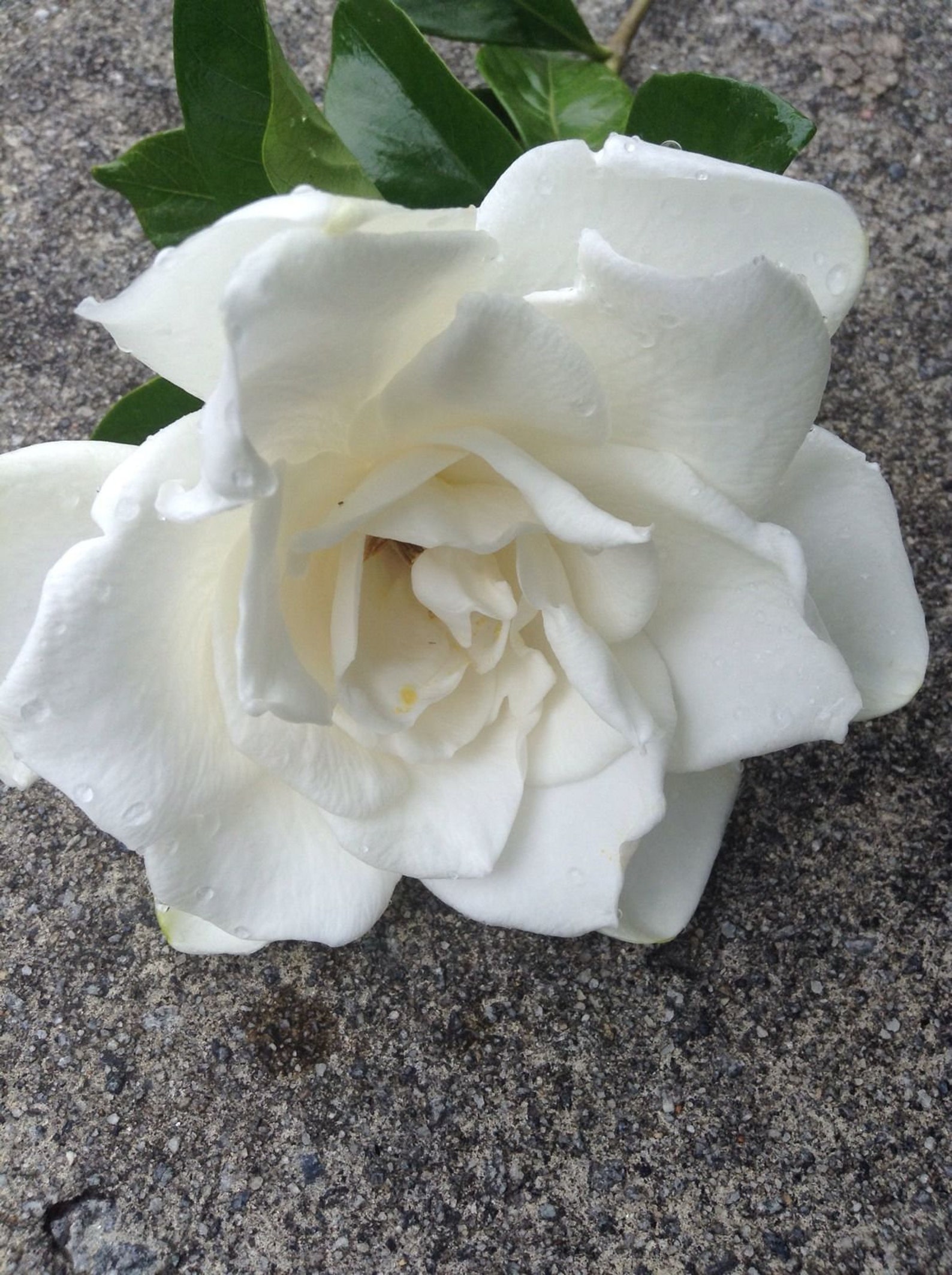 Large Southern Fragrant Gardenia Bush (4) Cuttings to Root - Etsy