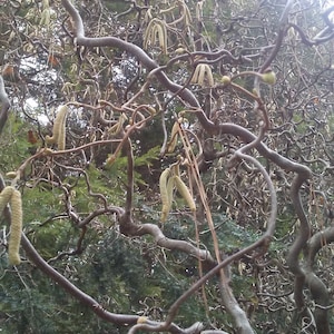 2 Ann's Contorted Filbert Tree Cuttings: Harry Lauder's Walking Stick ...