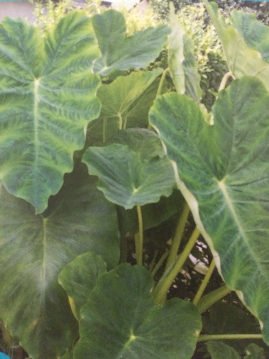 One Exotic Elephant Ear Bulb Tropical Foliage Plant Colocasia Esculenta ...