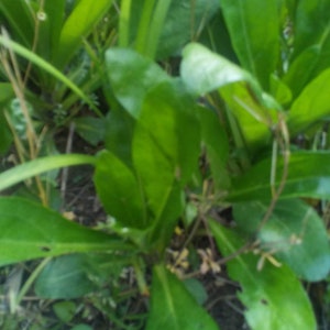 2 Swamp Sunflowers Yellow Daisies Perennial Plants - Etsy