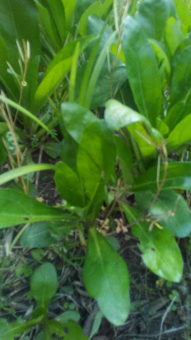 2 Swamp Sunflowers Yellow Daisies Perennial Plants - Etsy