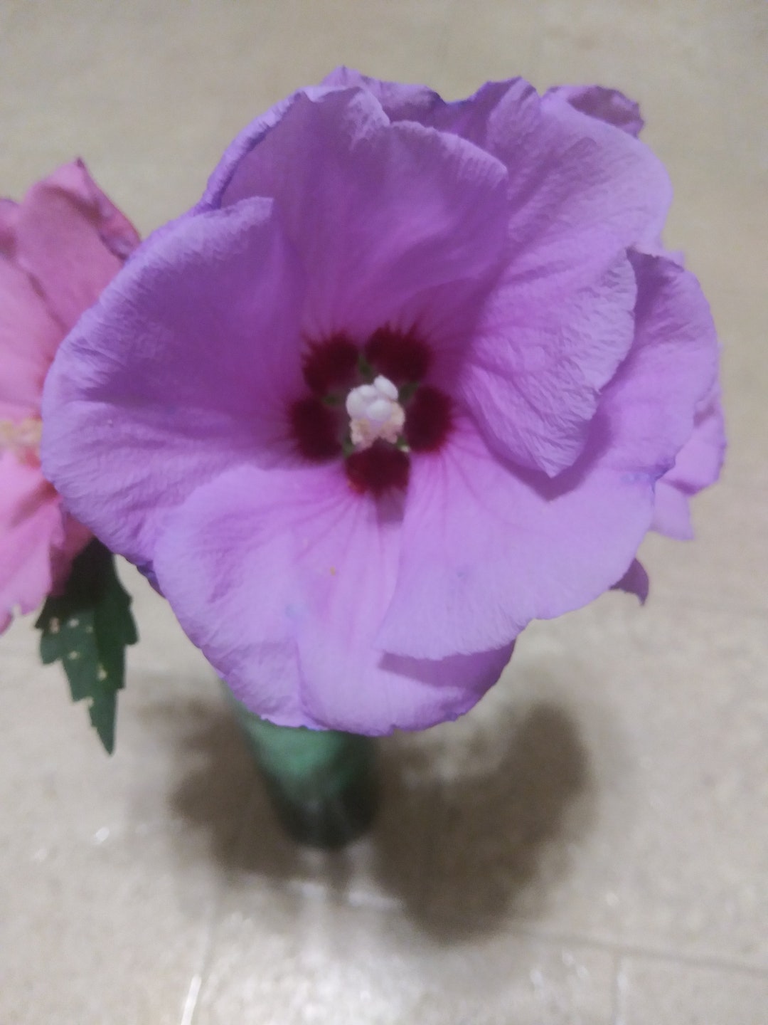 Lavender Purple Althea "rose of Sharon" 4 Cuttings to Root - Etsy