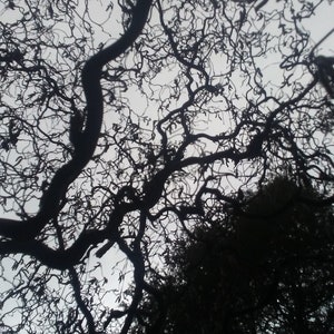 2 Ann's Contorted Filbert Tree Cuttings: Harry Lauder's Walking Stick ...