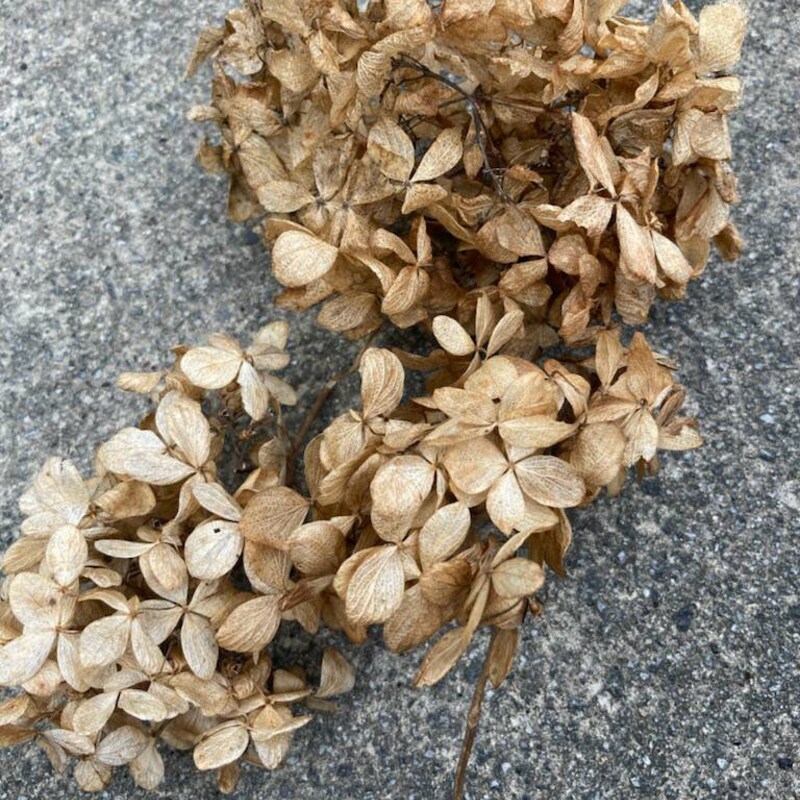 Dried Hydrangeas - Etsy