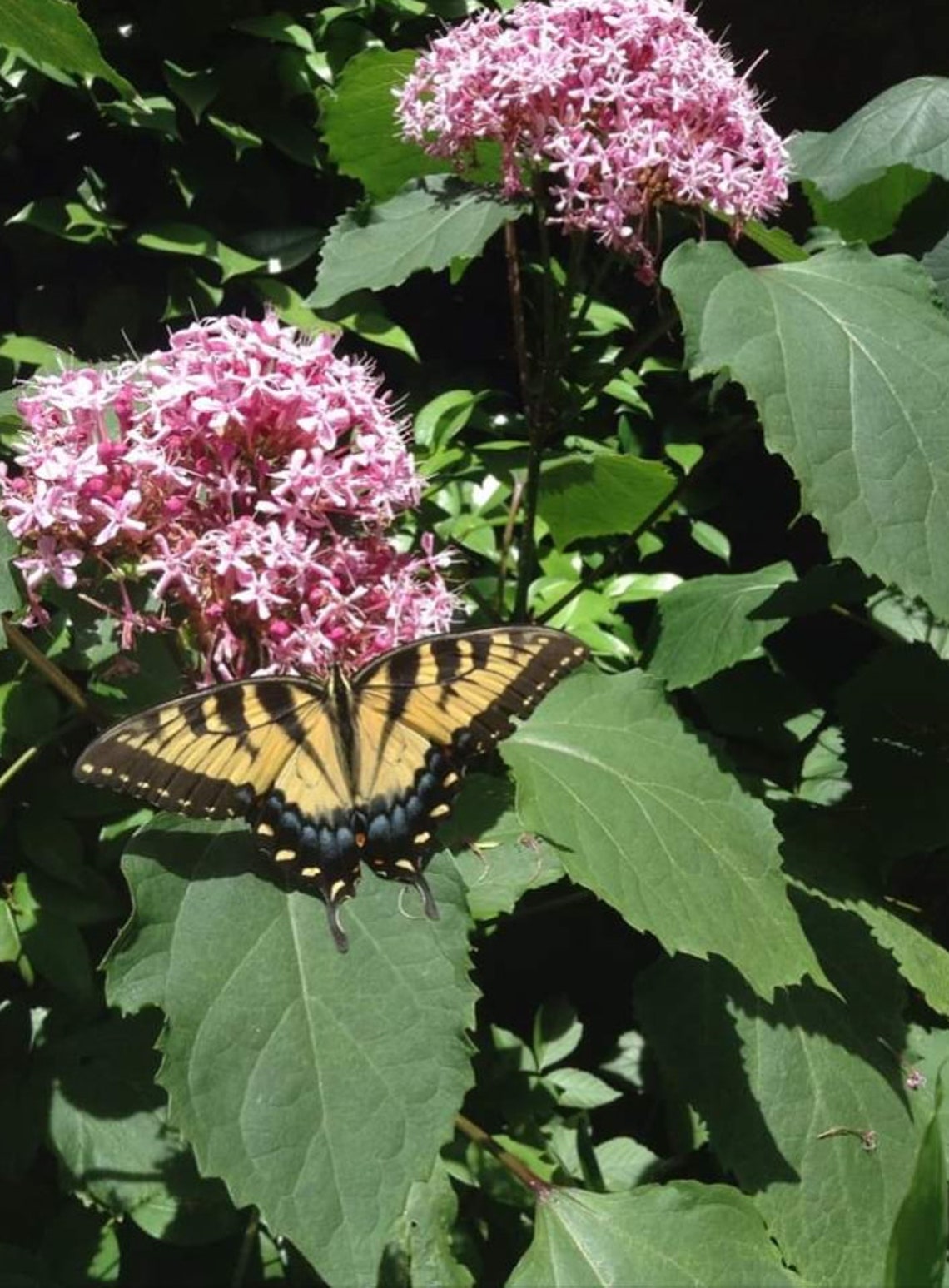 Mexican Hydrangea Clerodendrum Bungei - Etsy