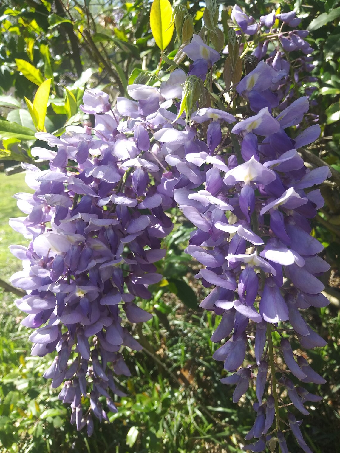 Dad's Beautiful Fragrant Purple 3 Wisteria Vine Canes - Etsy