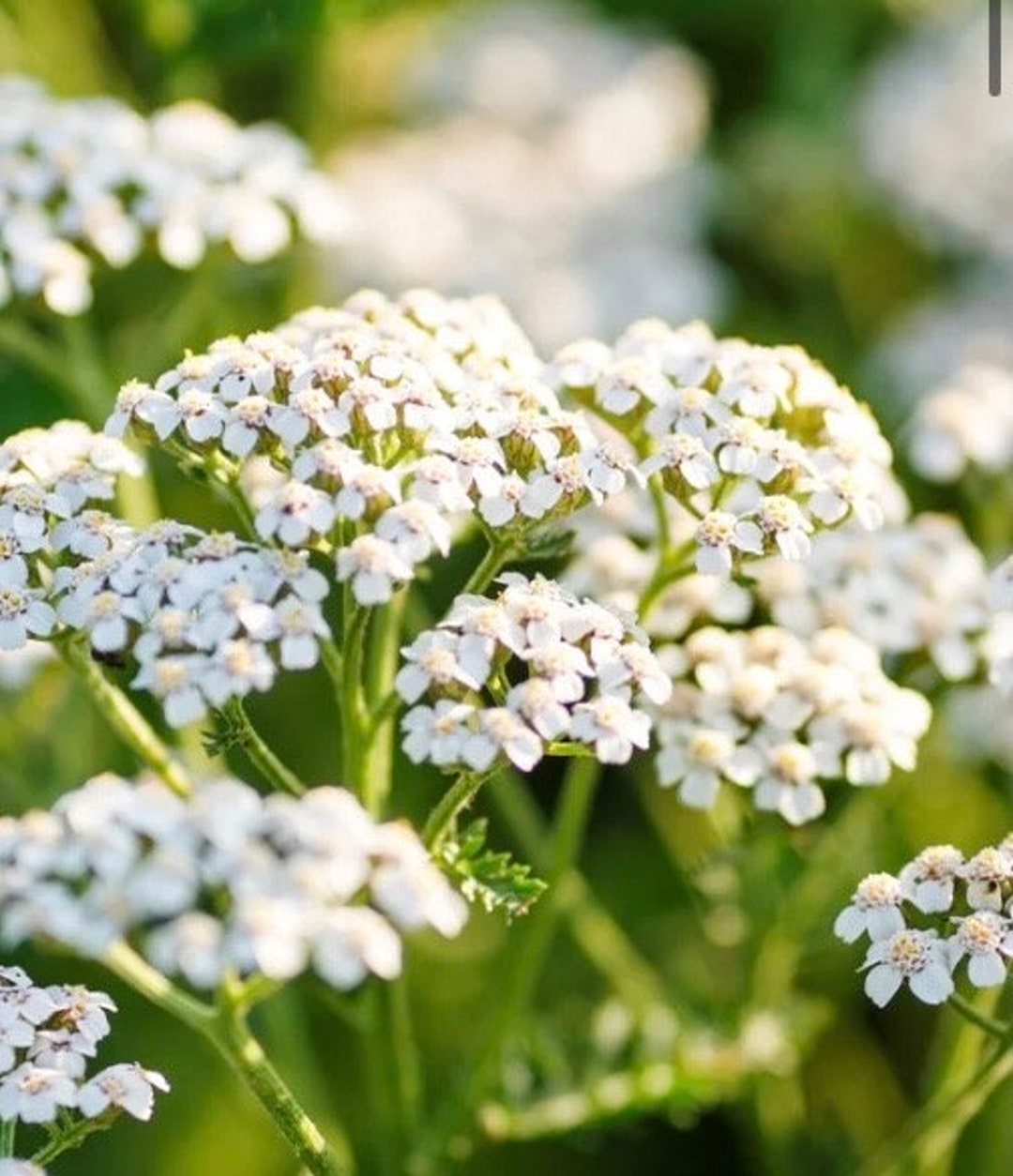 One White Yarrow Perennial Plant: English Cottage Garden Wildflower - Etsy
